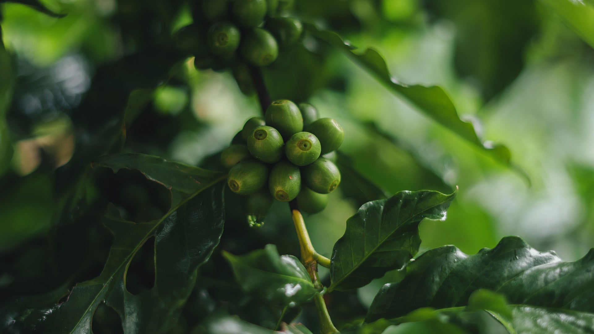 Café verde: selección y calidad superior para el tueste - Huupa Coffee