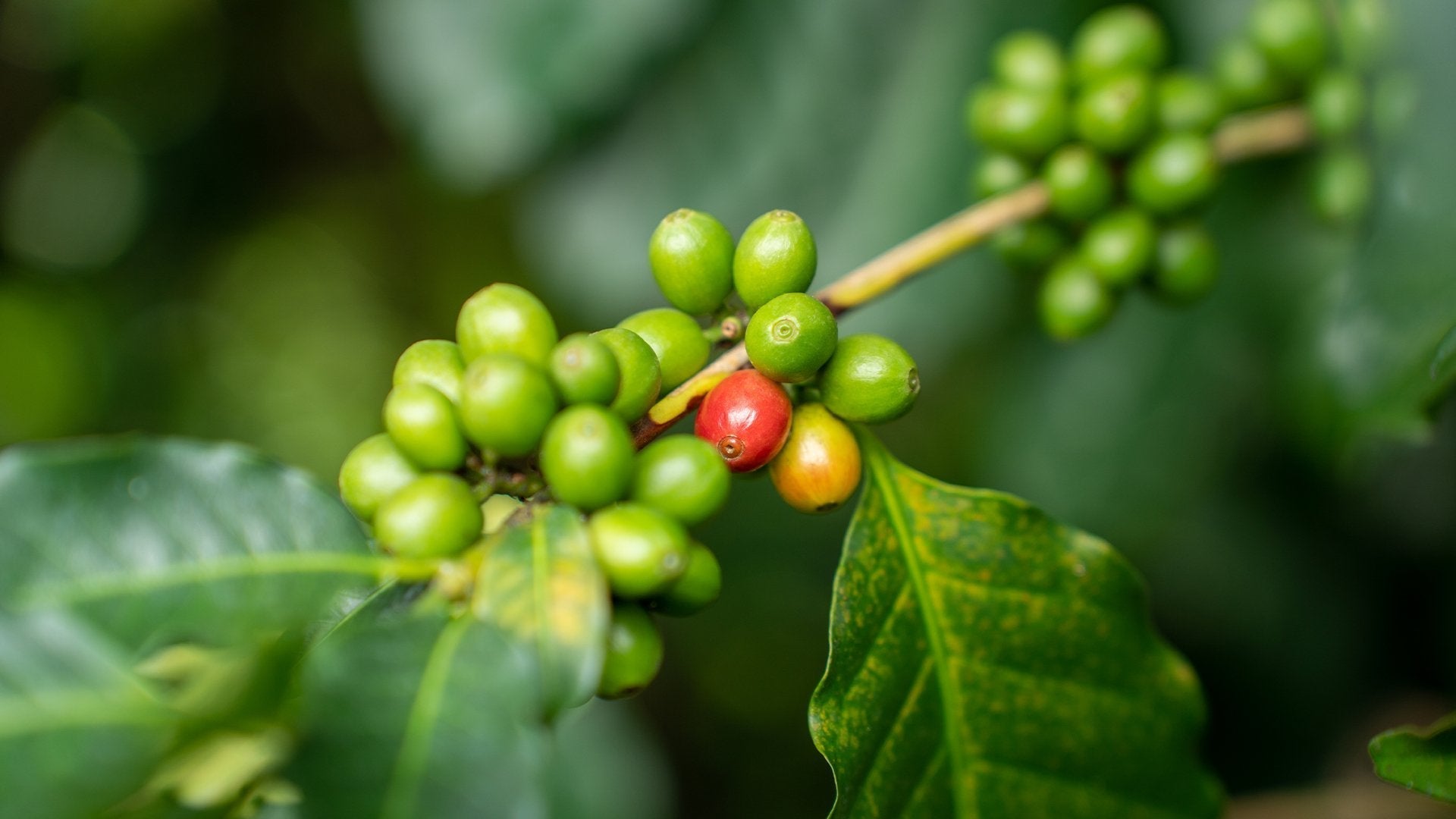 Cafeto arábica: descubre su sabor único y especial - Huupa Coffee