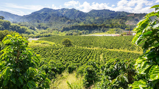 Origen del café: lo que tal vez no sabías y deberías - Huupa Coffee